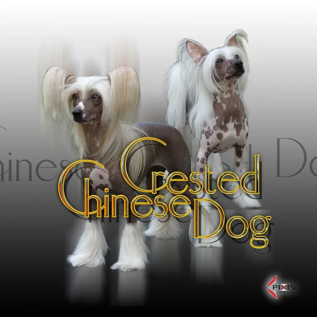 Plaque Attention Chien Chinese Creasted Dog